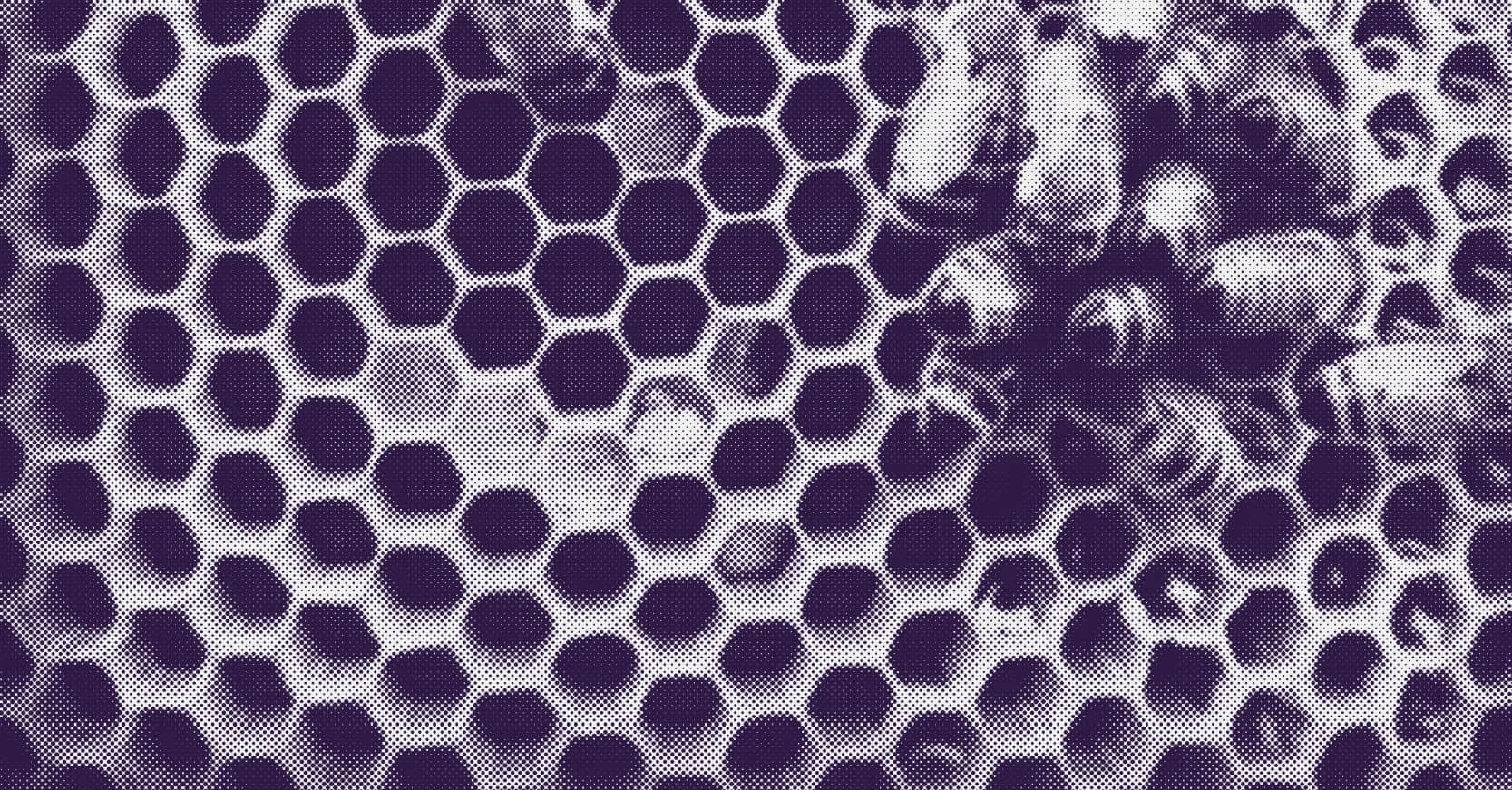 Elite Tech Talent – Veritas Automata